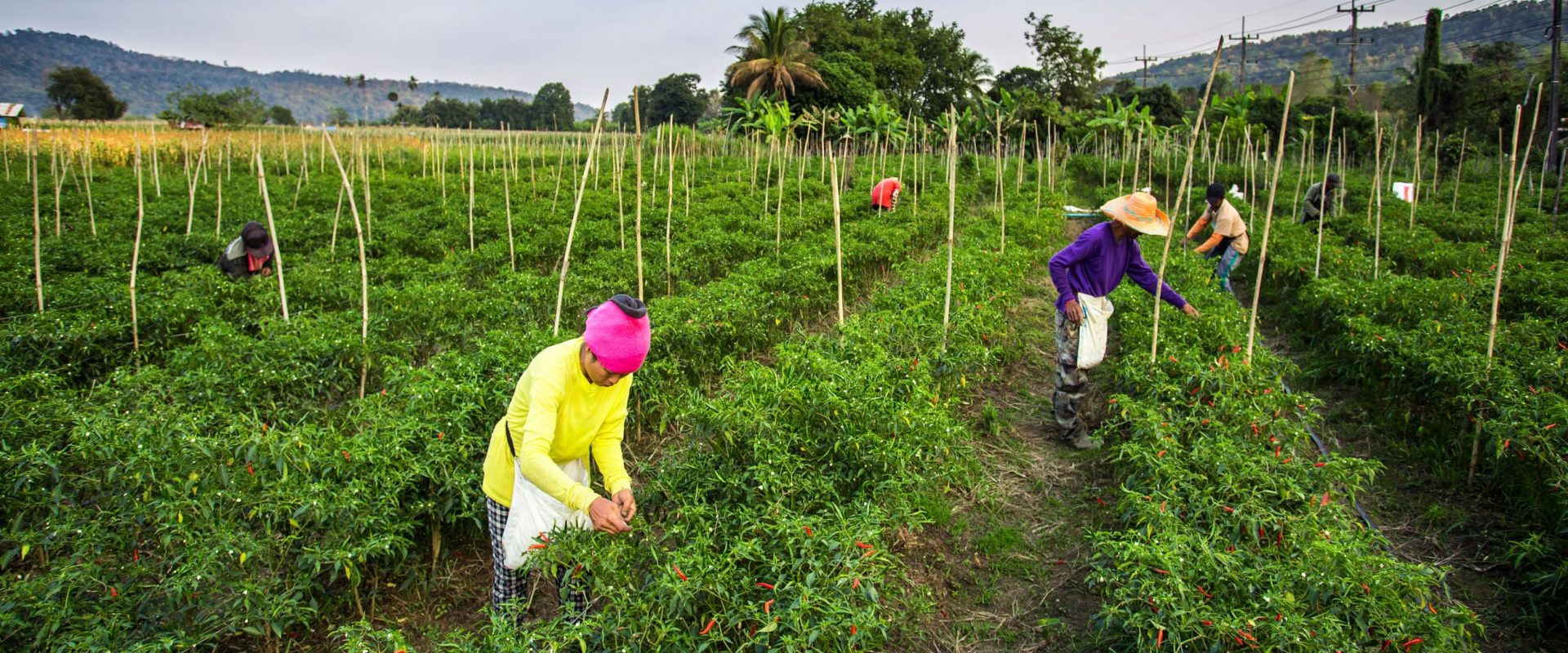 ASEAN Food Systems Policy CoLAB | World Benchmarking Alliance