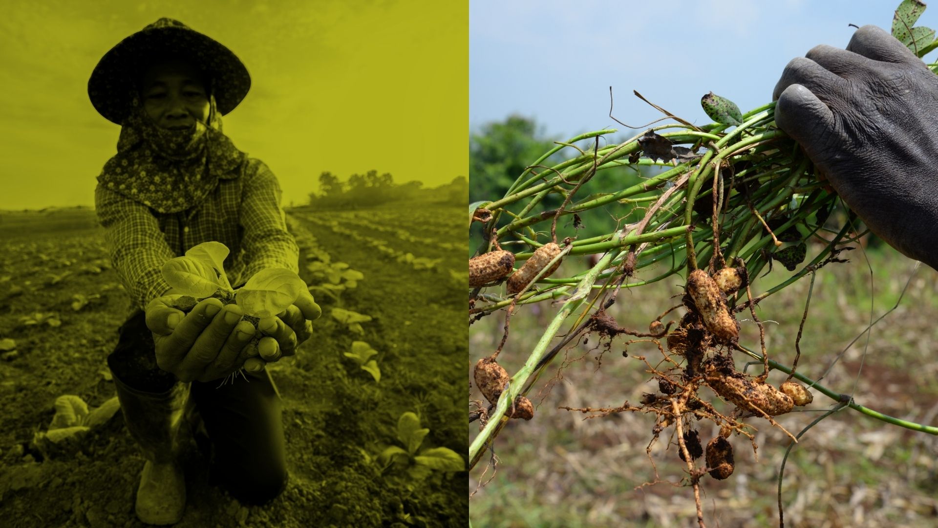 Key findings for Western and Central Africa | World Benchmarking Alliance