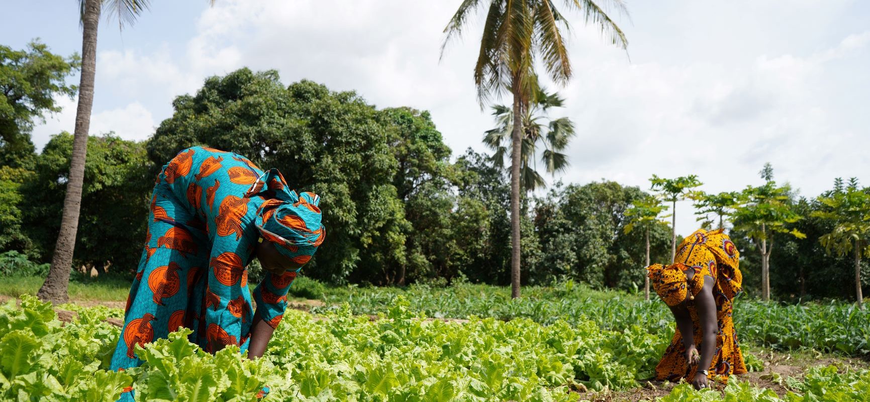 Transforming food systems with small-scale food producers at its heart ...