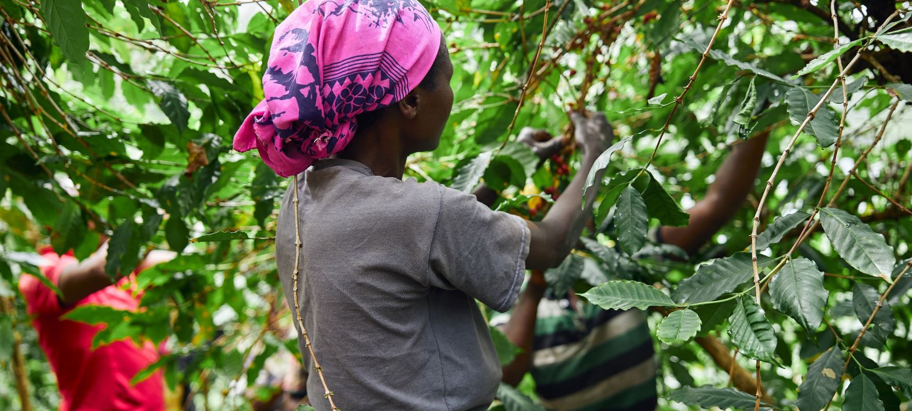 The role of benchmarking in food and agriculture supply chains | World ...