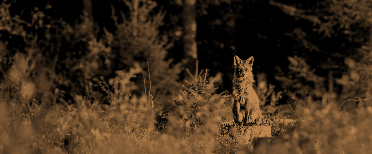 Nature Benchmark | World Benchmarking Alliance