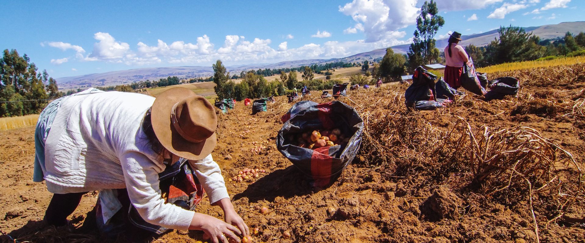 Transforming food systems with small-scale producers | World ...